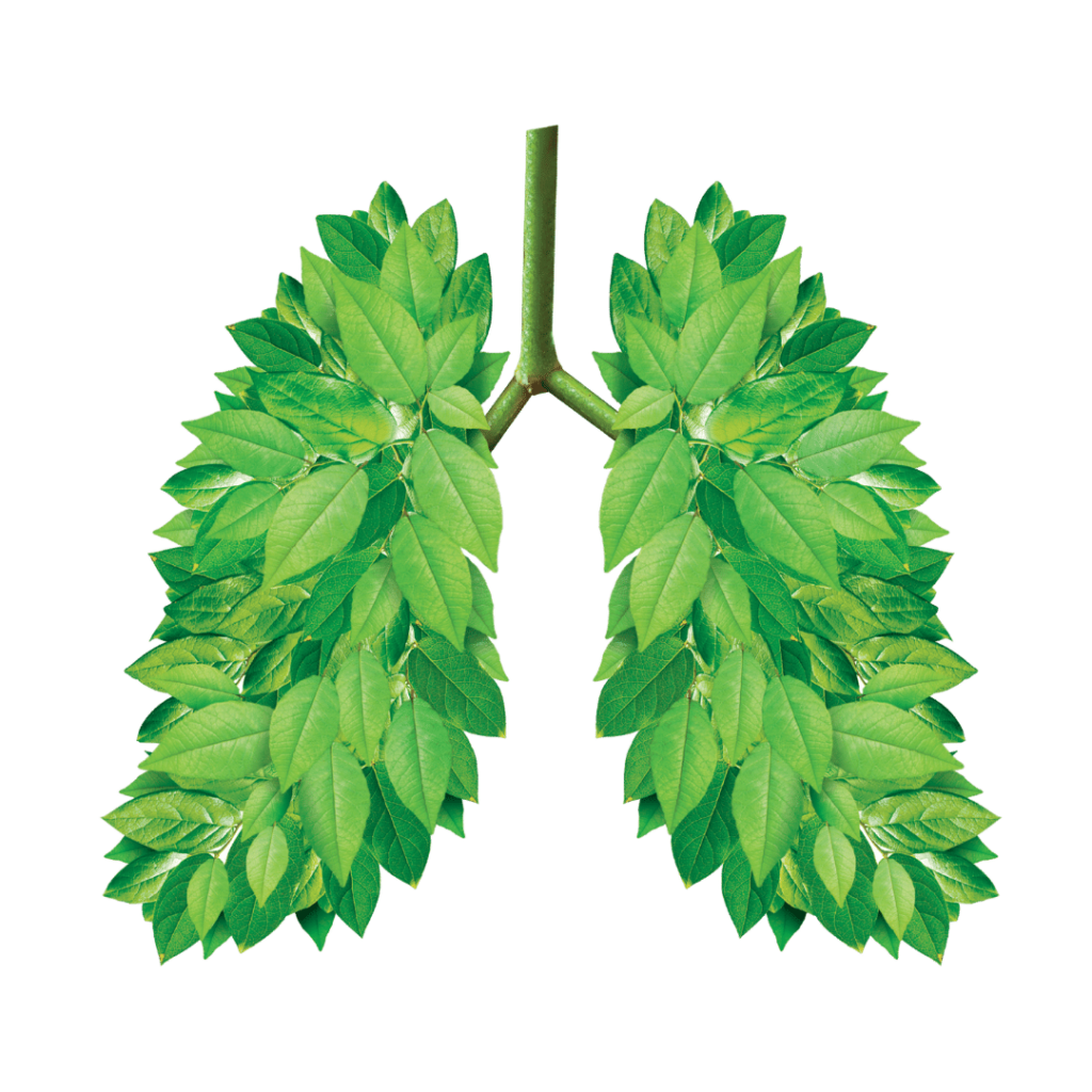 Clear Phlegm and Strengthen Lung Functions | Fluimucil® Malaysia