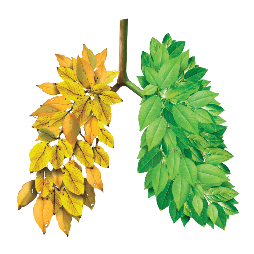 Clear Phlegm and Strengthen Lung Functions | Fluimucil® Malaysia